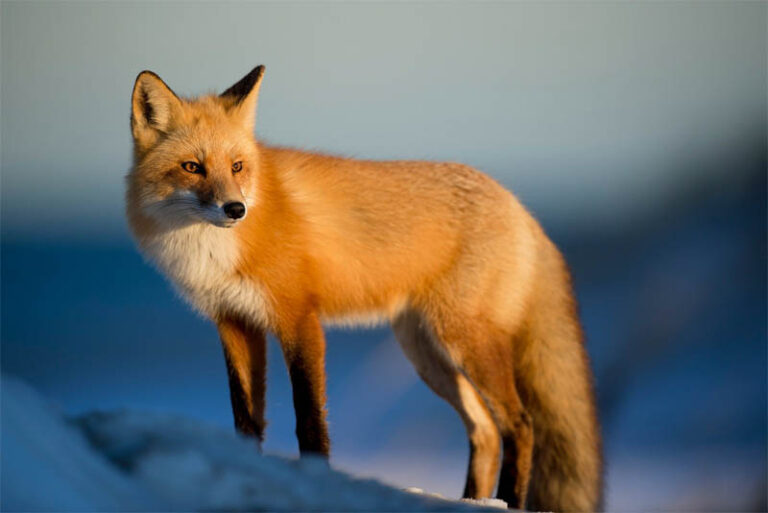 Top 10 interesting facts about fox - Depth World
