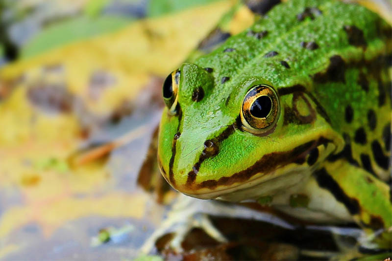 Top 10 interesting facts about frogs - Depth World