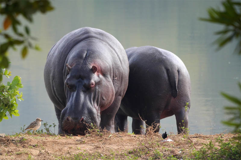 Top 10 interesting facts about Hippopotamus - Depth World