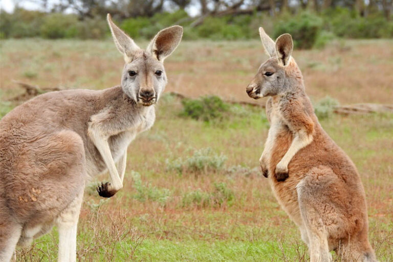 Top 10 Interesting Facts About Kangaroos Depth World top-10-interesting-facts-about-kangaroos-depth-world