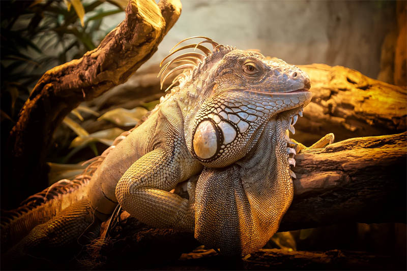 Top 10 interesting facts about lizards - Depth World