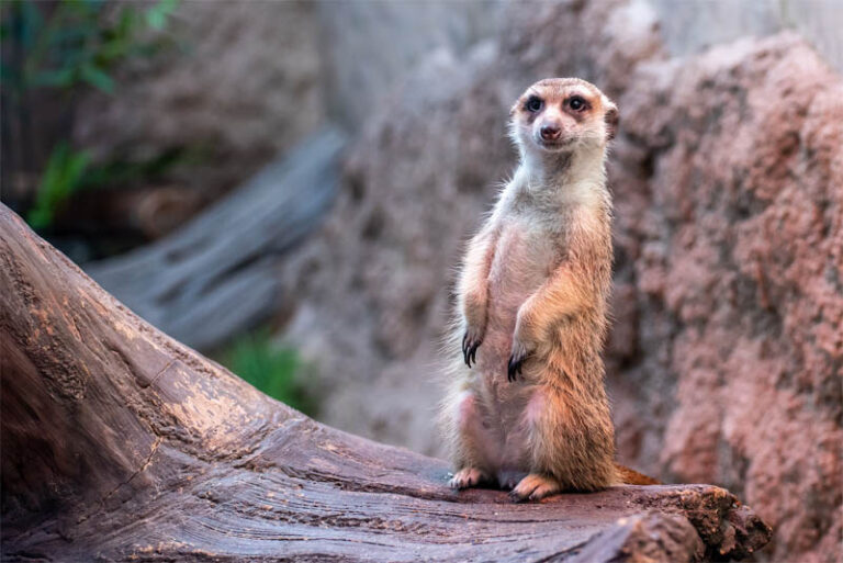 Top 10 Interesting Facts About Meerkats Depth World top-10-interesting-facts-about-meerkats-depth-world
