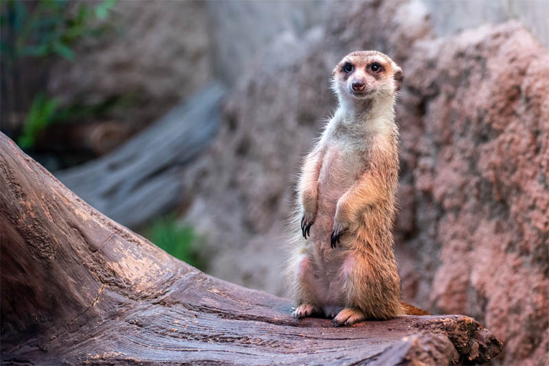 Top 10 interesting facts about Meerkats - Depth World