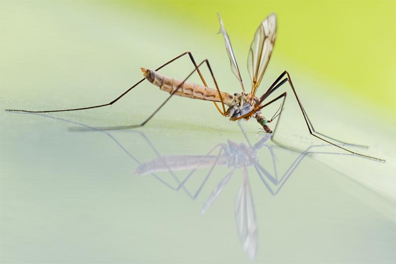 Top 10 interesting facts about mosquitoes - Depth World