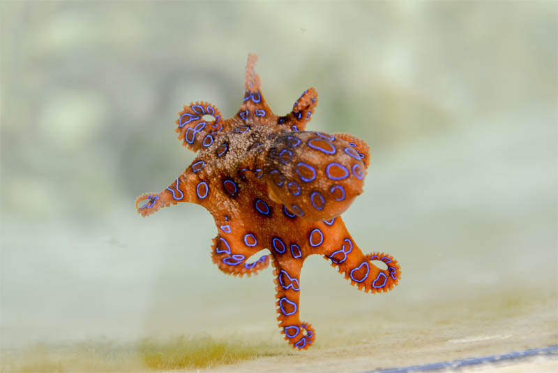 Top 10 interesting facts about octopus - Depth World