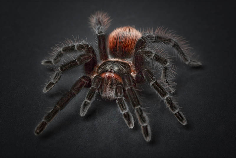 Top 10 interesting facts about spiders - Depth World