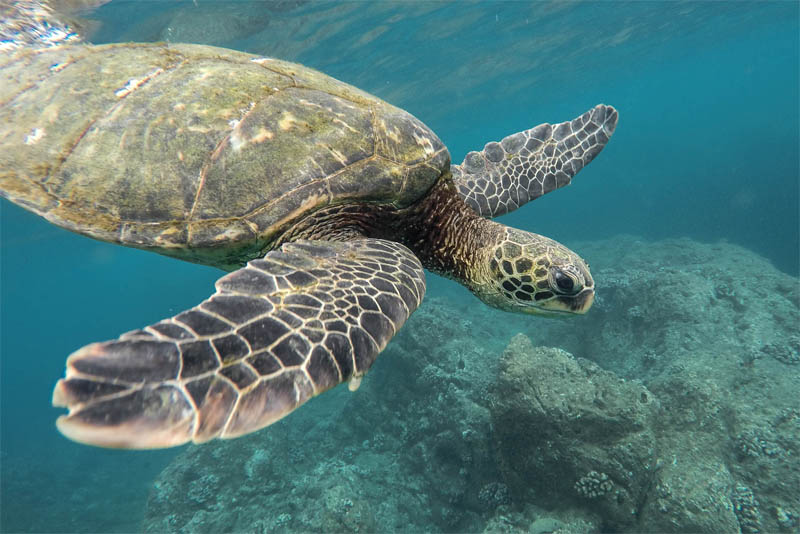Top 10 interesting facts about tortoises - Depth World