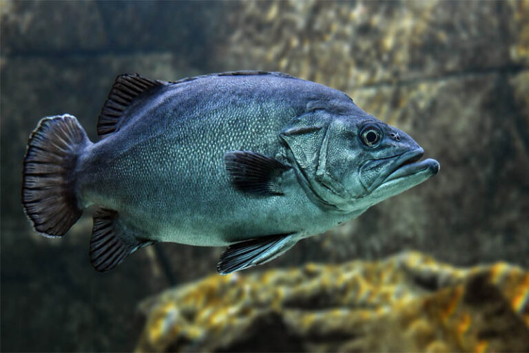 Top 10 Useful Animals for Humans - Depth World