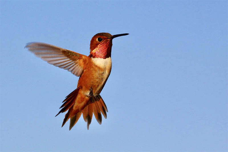 Top 10 interesting facts about hummingbirds - Depth World