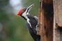 Top 10 interesting facts about woodpeckers - Depth World