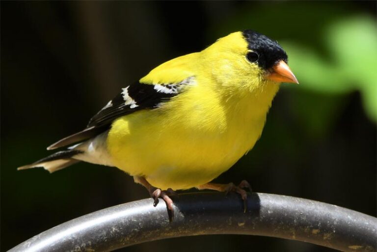 10 famous singing birds around the world - Depth World