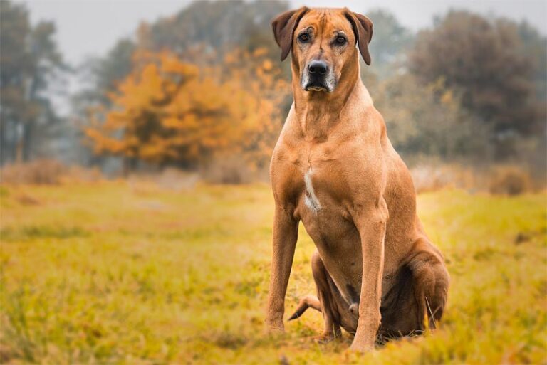 Top 20 Strongest Dog breeds in the world - Depth World