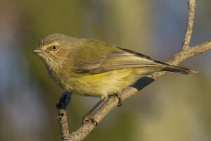 20 Most Adorable and Cute Small Birds - Depth World