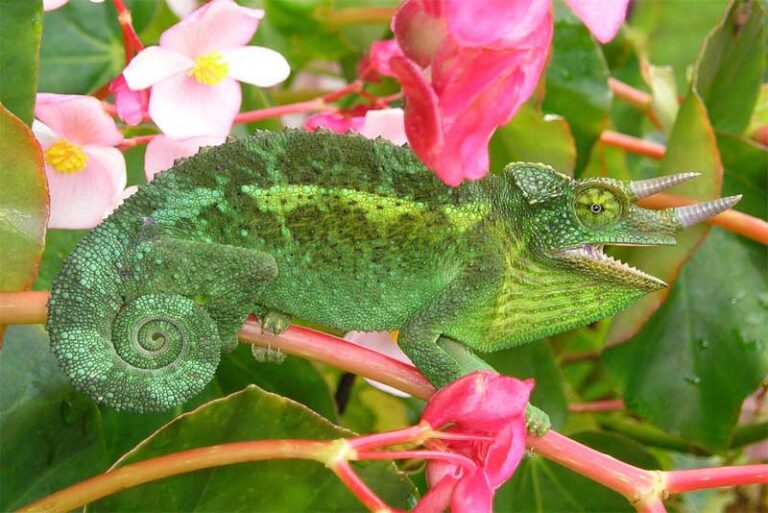 Top 10 Color Changing Animals in The World - Depth World