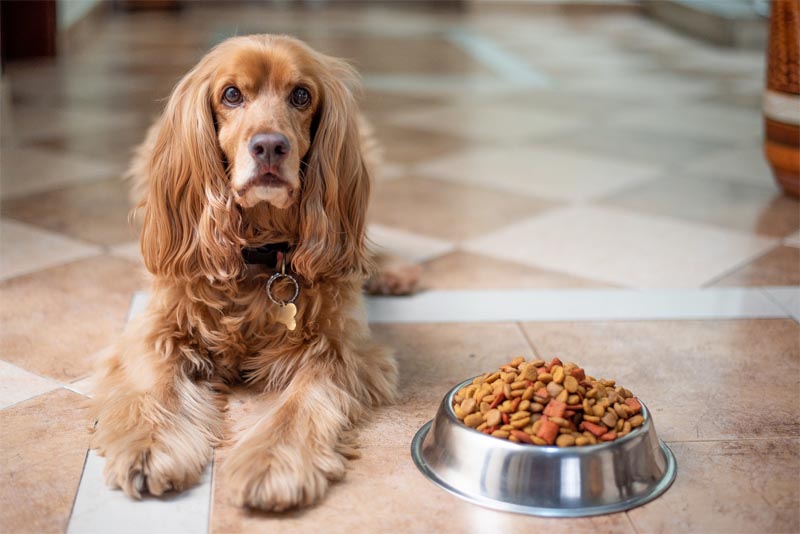 4 Best Wellness Core Dog Food - 2022 Reviews & Buying Guide - Depth World