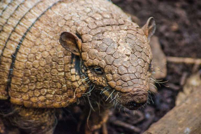 Top 10 interesting facts about Armadillos - Depth World