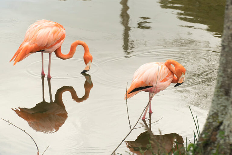 Top 10 interesting facts about Flamingos - Depth World