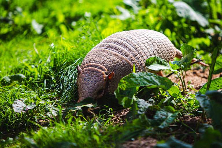 Top 10 interesting facts about Armadillos - Depth World