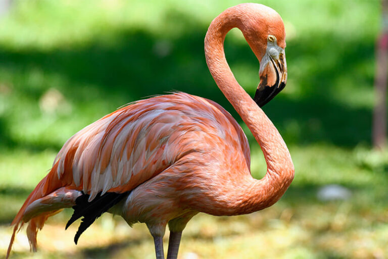 Top 10 interesting facts about Flamingos - Depth World