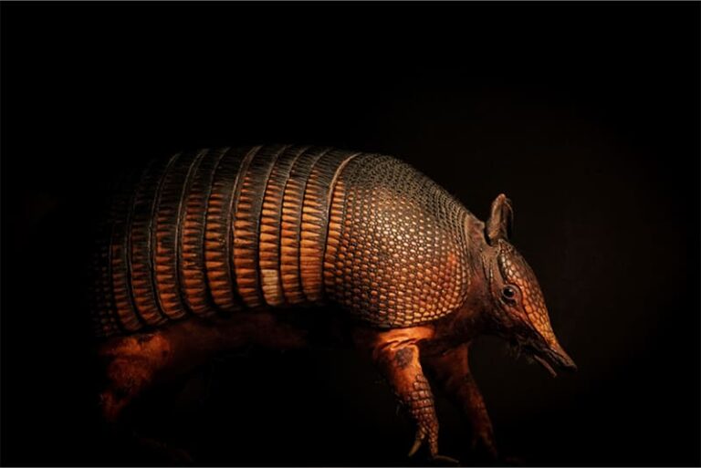 Top 10 interesting facts about Armadillos - Depth World
