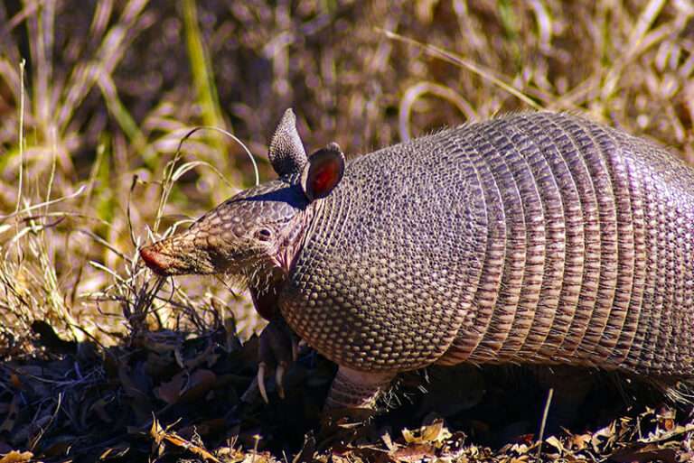 Top 10 interesting facts about Armadillos - Depth World