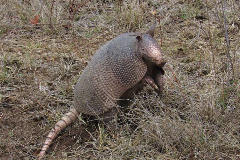 Top 10 interesting facts about Armadillos - Depth World
