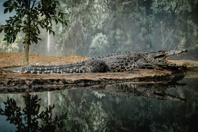 Top 10 interesting facts about Alligators - Depth World