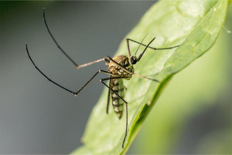 Top 10 interesting facts about mosquitoes - Depth World