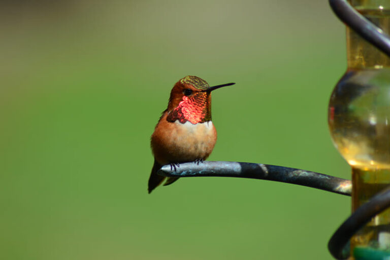 Top 10 interesting facts about hummingbirds - Depth World