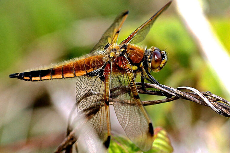 Top 10 interesting facts about dragonflies - Depth World