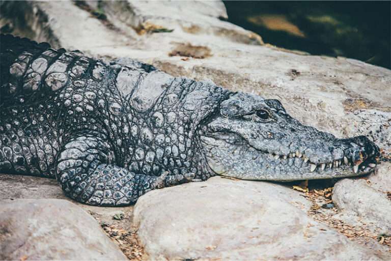 Top 10 interesting facts about Alligators - Depth World