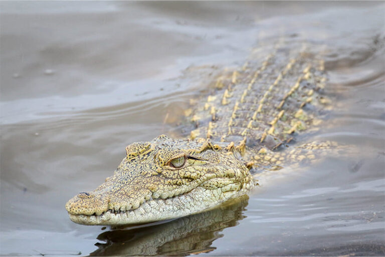 Top 10 interesting facts about Alligators - Depth World