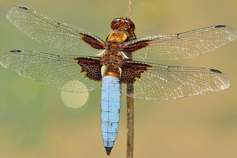 Top 10 interesting facts about dragonflies - Depth World
