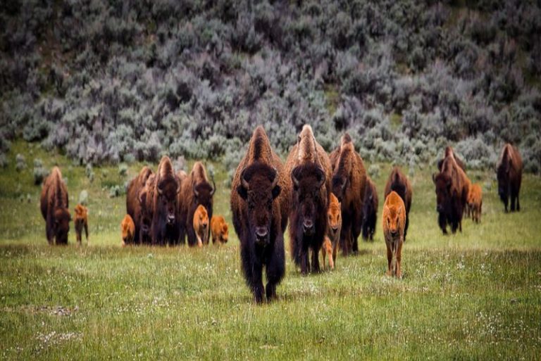 10 Interesting Facts About Yellowstone National Park - Depth World