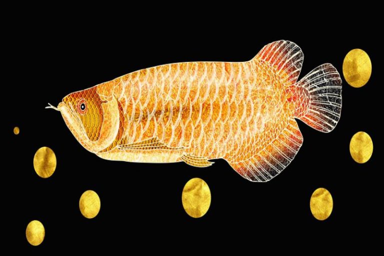 Top 10 Most Beautiful Fishes in the World - Depth World