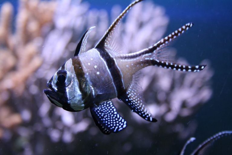 Top 10 Most Beautiful Fishes in the World - Depth World
