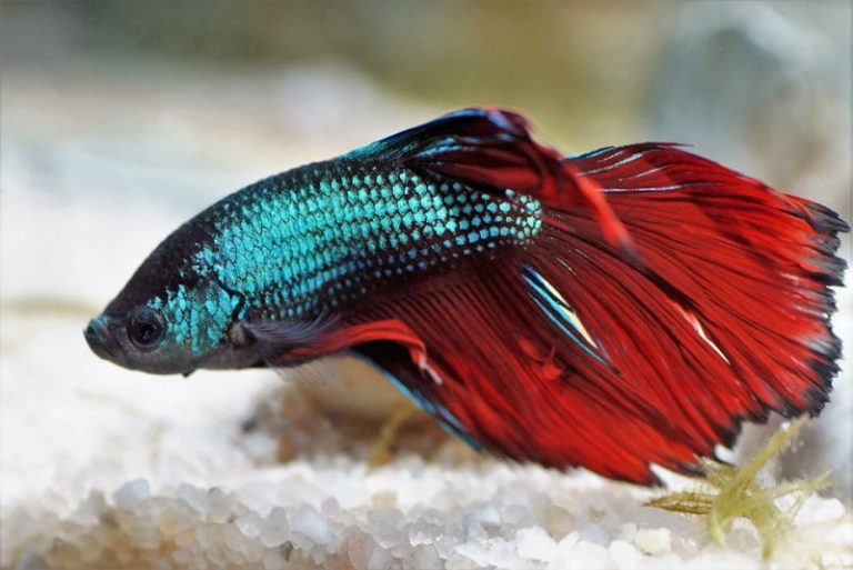 Top 10 Most Beautiful Fishes in the World - Depth World