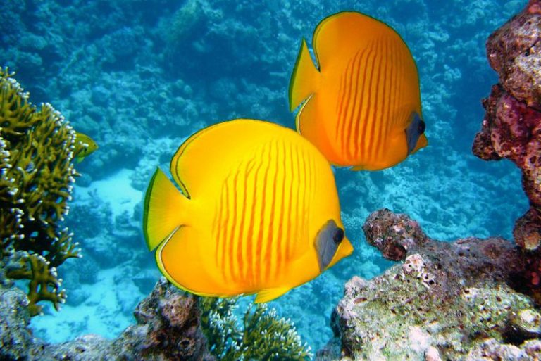 Top 10 Most Beautiful Fishes in the World - Depth World