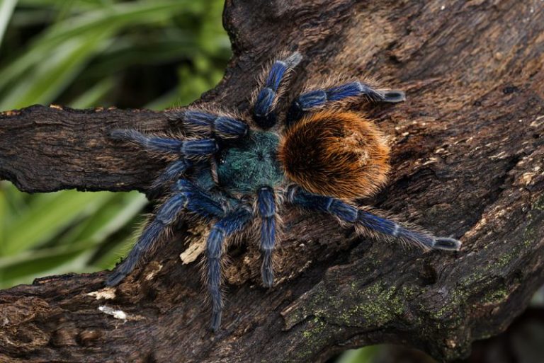 Top 10 Best Hunting Animals In The World - Depth World