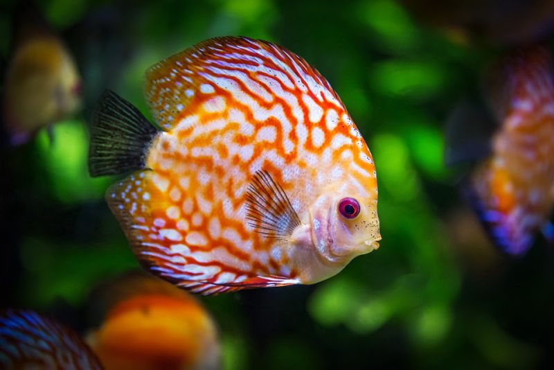 Top 10 Most Beautiful Fishes in the World - Depth World