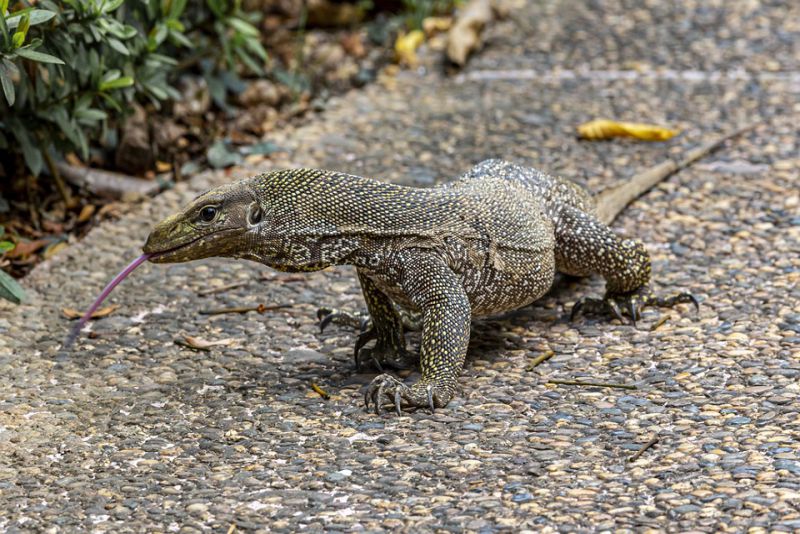 Top 10 cruelest animals in the world - Depth World