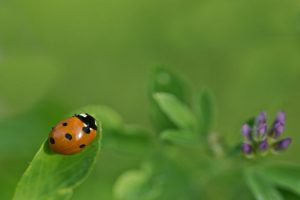 Top 20 Most Smallest Flowers In The World - Depth World
