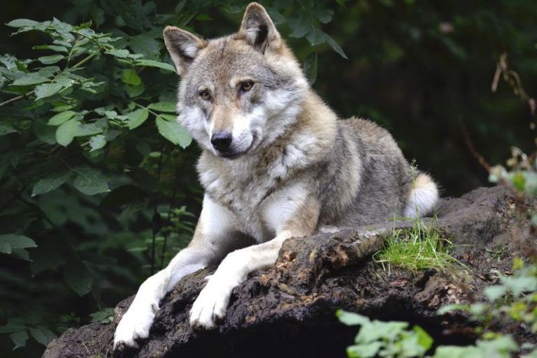 Top 10 Beautiful Animals With Beard - Depth World