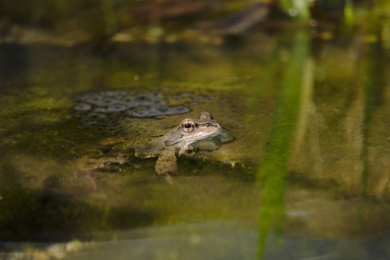 10 Interesting Facts About Pumpkin Toadlets - Depth World