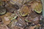 10 Interesting Facts About Pumpkin Toadlets - Depth World