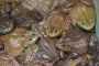10 Interesting Facts About Pumpkin Toadlets - Depth World