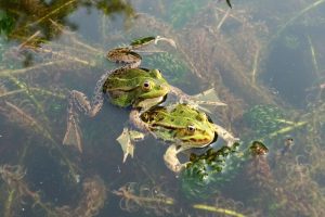 10 Interesting Facts About Pumpkin Toadlets - Depth World