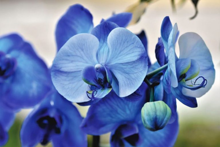 10 Most Beautiful Orchids In The World - Depth World