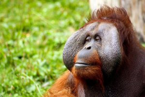 Top 10 Beautiful Animals With Beard - Depth World