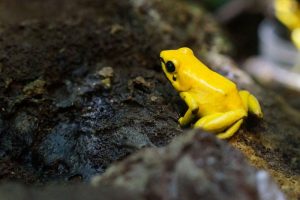 10 Interesting Facts About Pumpkin Toadlets - Depth World